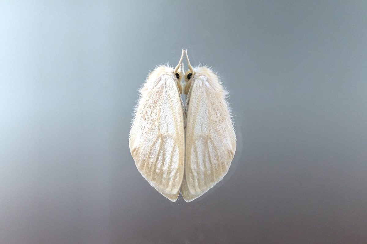 Motten • Schädlingsbekämpfung Scherber & Korn | Pirna, Dresden ...